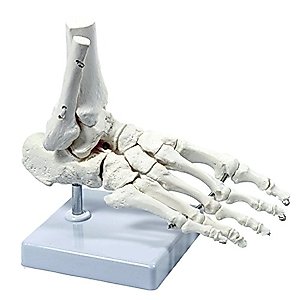 Wellden Medical Anatomical Human Skeleton Foot Model, Life Size