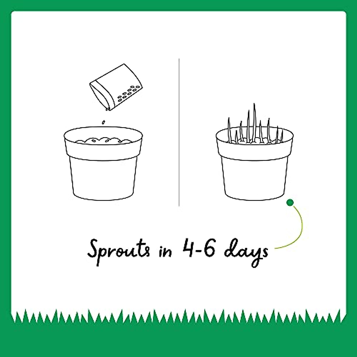 The Cat Ladies 100% Organic Cat Grass Seed (Non GMO)