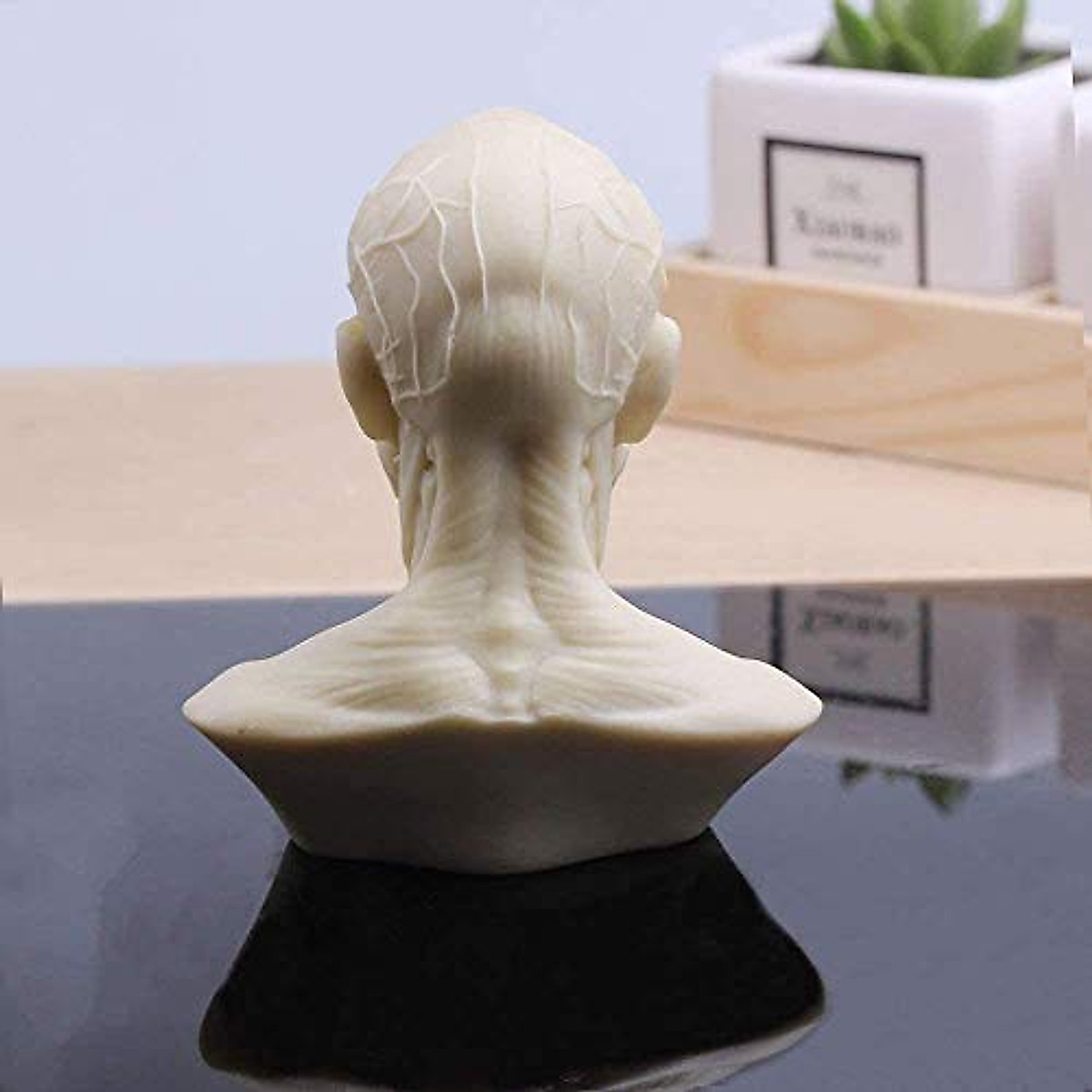 DenFactory Human 10cm Muscle Skeleton Head Model Muscle Head Skull Anatomy Sculpture Art Sketch Learning Supplies (Amber White Resin)