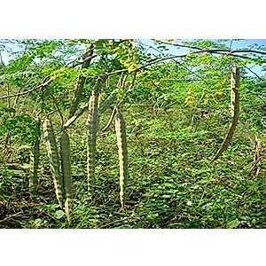 30 Seeds of The Tree of Life - The Moringa Tree - Easy to Grow, Fast Growing Tree