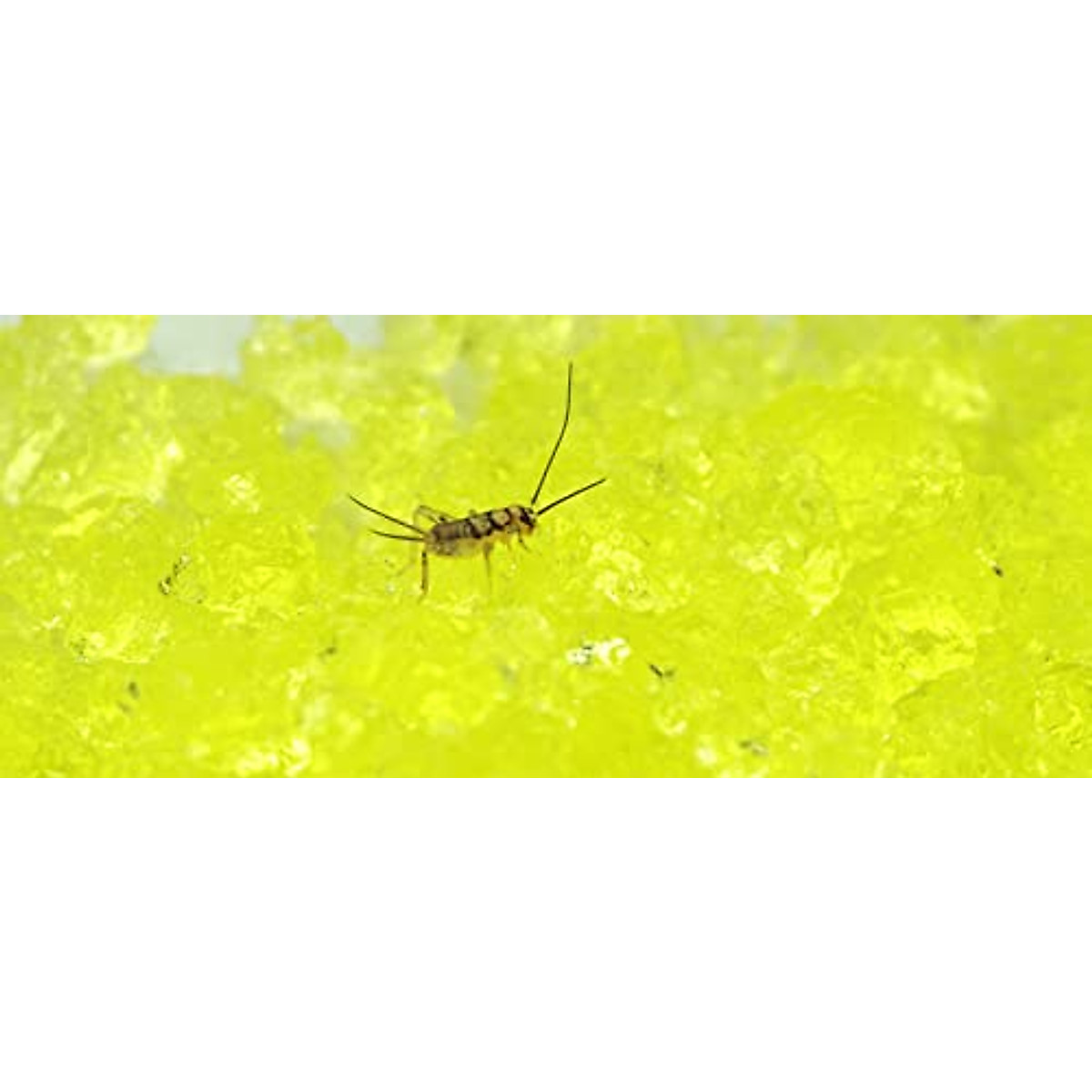 Josh's Frogs Calci-mMm Insect Gutloading Gel with Calcium (1 Gallon)