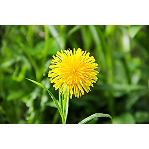 CAREMULE Dandelion Seeds for Planting - 5000 Pcs Organic Non-GMO and Untreated Dandelion Herb Seeds to Plant Home Garden