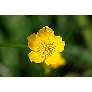 Western Buttercup Long Blooming Field Flower Seeds, 1000+ Seeds Per Packet, (Isla's Garden Seeds), Non GMO & Heirloom, Scientific Name: Ranunculus occidentalis, Great Home Garden Gift