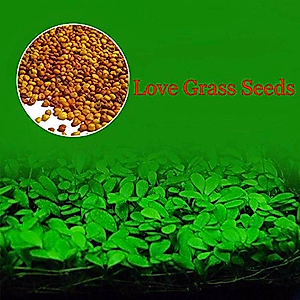 Love Grass Aquarium Grass Plants Seeds 10g About 5000+ Aquatic Leaf Carpet Water Grass, Live Pond Plant Seeds,Fish Aquatic Water Grass Decor,Easy to Plant Grow Maintain