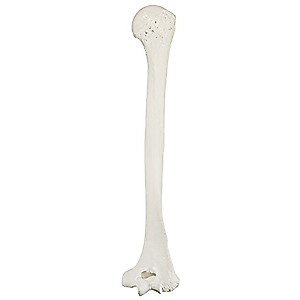 Axis Scientific Humerus Bone Model | Right | Cast from a Real Human Humerus Bone l Upper Arm Bone Model Has Realistic Texture and Important Bony Landmarks | Includes Product Manual