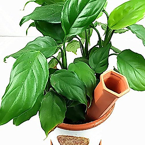 8PCS/Plant Water Self Watering Spikes, Automatic Vacation Plant Watering Devices,Terracotta Wine Bottle Stake Set, Slow Release Self Irrigation Watering System-Perfect for Indoor Outdoor Plant