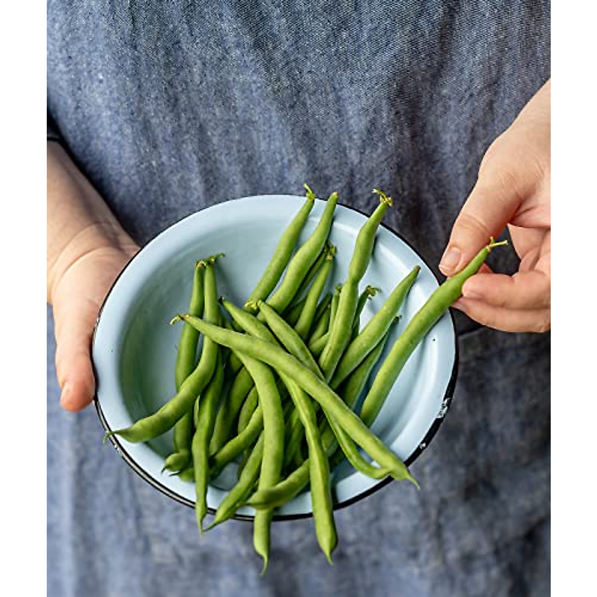 Burpee Kentucky Blue Pole Bean Seeds 8 ounces of seed