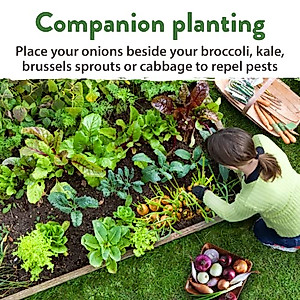 8 Onion Seeds for Planting - 1600 Heirloom Onion Seeds - Green Onion, Sweet Onions, Vidalia, Spanish, Yellow and Red Onion Vegetable Seeds for Planting and More