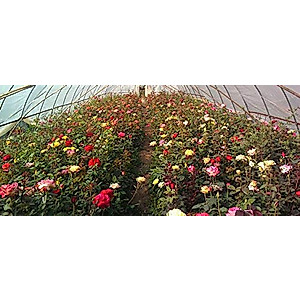 100+ Mixed Multicolored Rose Flower Seeds Perennial Flowers Rare Plants Garden Bonsai