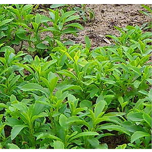 100pcs/bag Stevia Flores Seeds Stevia Herbs plantas Seeds Plant Plante Green Herb Stevia rebaudiana Semillas for Garden Planting