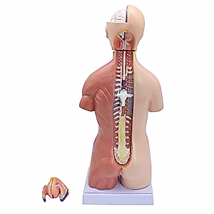 Human Torso Body Model Anatomy Anatomical Medical Internal Organs for Teaching 28CM Torso Human Torso Model with Internal Organs - for Study Teaching