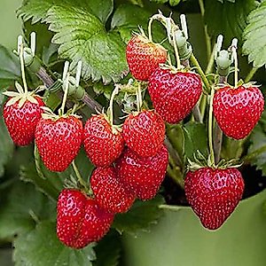 (2000 Seeds)Perpetual Strawberry Four Seasons Strawberry Seeds for Planting04