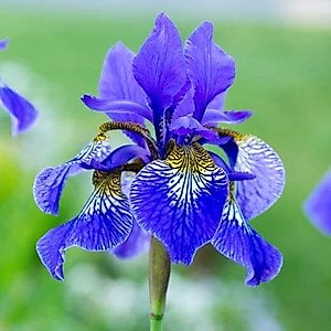 Siberian Iris Roots - Silver Edge - 10 Roots - Blue Flower Bulbs, Root Attracts Bees, Attracts Butterflies, Attracts Pollinators, Easy to Grow & Maintain, Fragrant, Cut Flower Garden