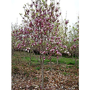 10+ Mixed Magnolia Flower Seeds Fragrant Tree Perennial Ornamental Plant Garden