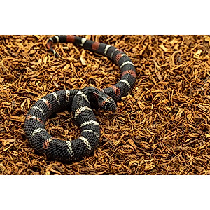 Microchip Coconut Substrate 12 Quart for Reptiles and Inverts Loose Fine Coco Husk Chip Mix Frog, Tarantula, and Gecko Bedding for Terrarium Floor Cover