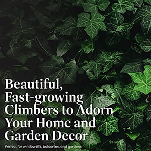 American Plant Exchange Live Baltic English Ivy Small Leaf Needle Point Plant, Vine and Plant Pot for Home and Garden Decor, 6" Pot