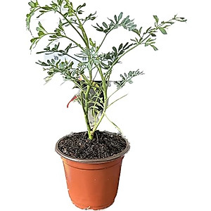 9EzTropical - Ruda Plant - Common Rue (Ruta graveolens) Herb of Grace - Ship in 3" Pot