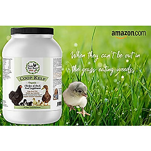 Fresh Eggs Daily Coop Kelp Organic Feed Supplement Vitamins for Backyard Chickens and Ducks 7LB