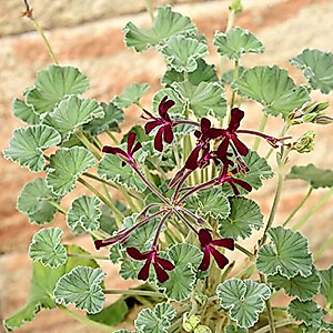 CHUXAY GARDEN Pelargonium Sidoides,African Geranium,South African Geranium 30 Seeds Lovely Red Flowers Showy Accent Plant Striking Flowering Plants Great for Planting
