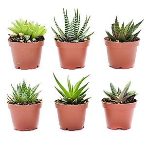 Live Indoor Succulent Plants – 2-inch Assorted Small Succulent – Real Fully Rooted Indoor Succulent Plants (6)