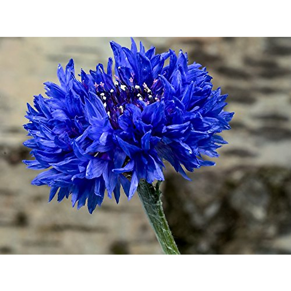 200 Dwarf Bachelor Button Seeds for Planting - Heirloom Non-GMO USA Grown Cornflower Seeds for Planting - Centaurea Cyanus Blue Flowers by RDR Seeds