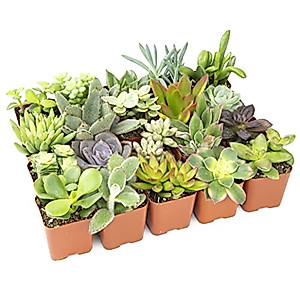 Altman Plants, Live Succulent Plants (20 Pack) Assorted Potted Succulents Plants Live House Plants in Cacti and Succulent Soil Mix, Cactus Plants Live Indoor Plants Live Houseplants in Planter Pots