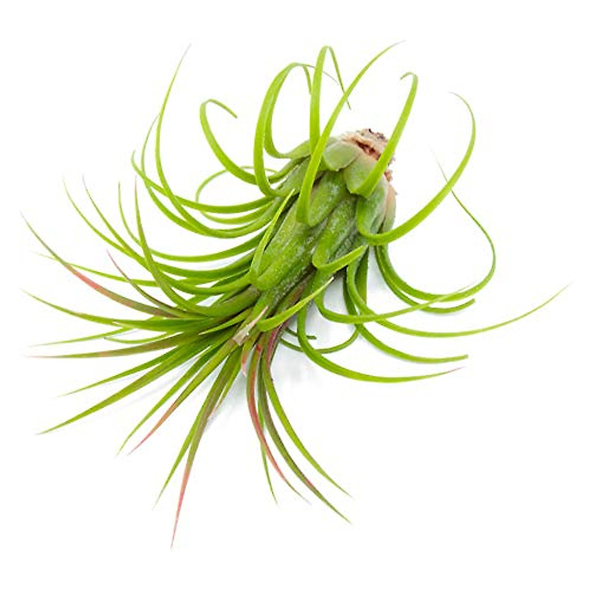 Tillandsia Air Plants Live Indoor Plants (50 Pack), Air Plants Bulk Party Favors or Wedding Favors Live Plants, Air Plant Lover Gifts, DIY Terrarium Kit, Air Succulents Plants Live by Plants for Pets