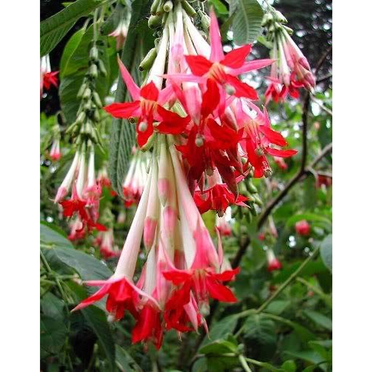 1126-Bolivian Fuchsia (Fuchsia boliviana) Seeds by Robsrareandgiantseeds UPC0764425787310 Non-GMO,Organic, Rare Species, Bonsai,1126 Package of 5 Seeds