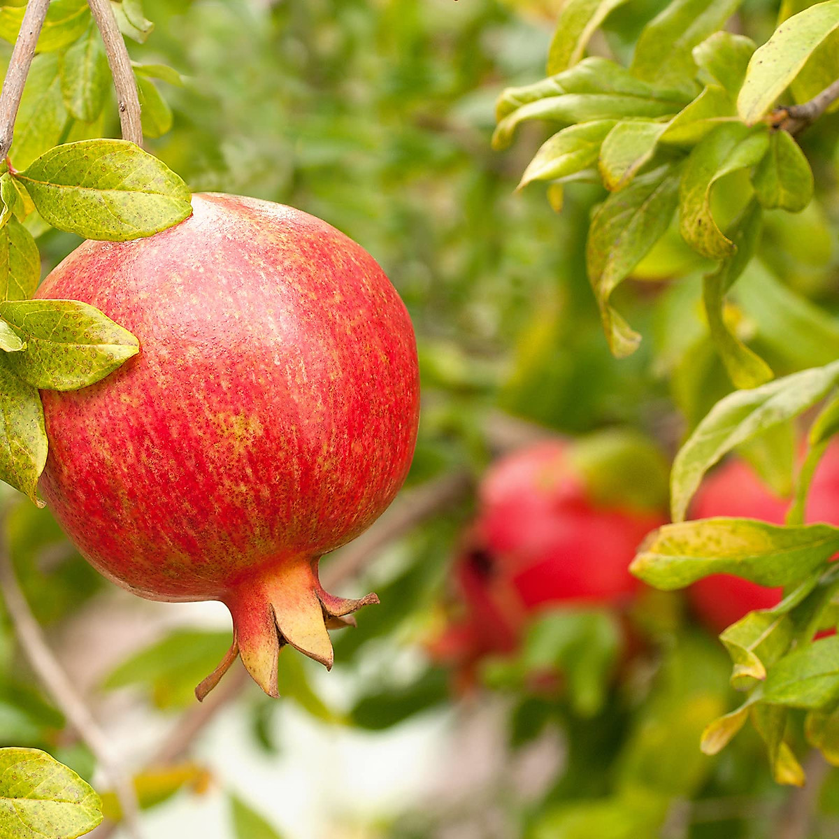 Little Caria Organic Pomegranate Molasses - USDA Organic, Mediterranean Superfood, No Added Sugar, No Additives, 11.6 oz