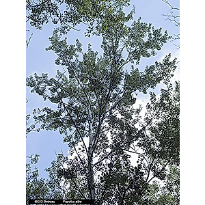White Poplar Seeds for Planting - 30 Seeds - Stunning White Leaf Tree - Fast Growing Tree