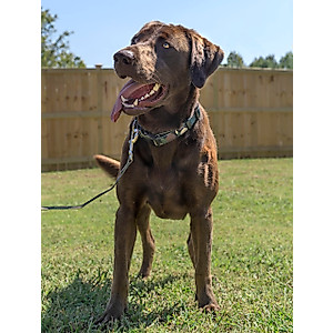 Country Brook Petz - Deluxe Woodland Camo Dog Collar - Made in The U.S.A. - Camouflage Collection Featuring Rugged Designs (1 Inch, Extra Large)