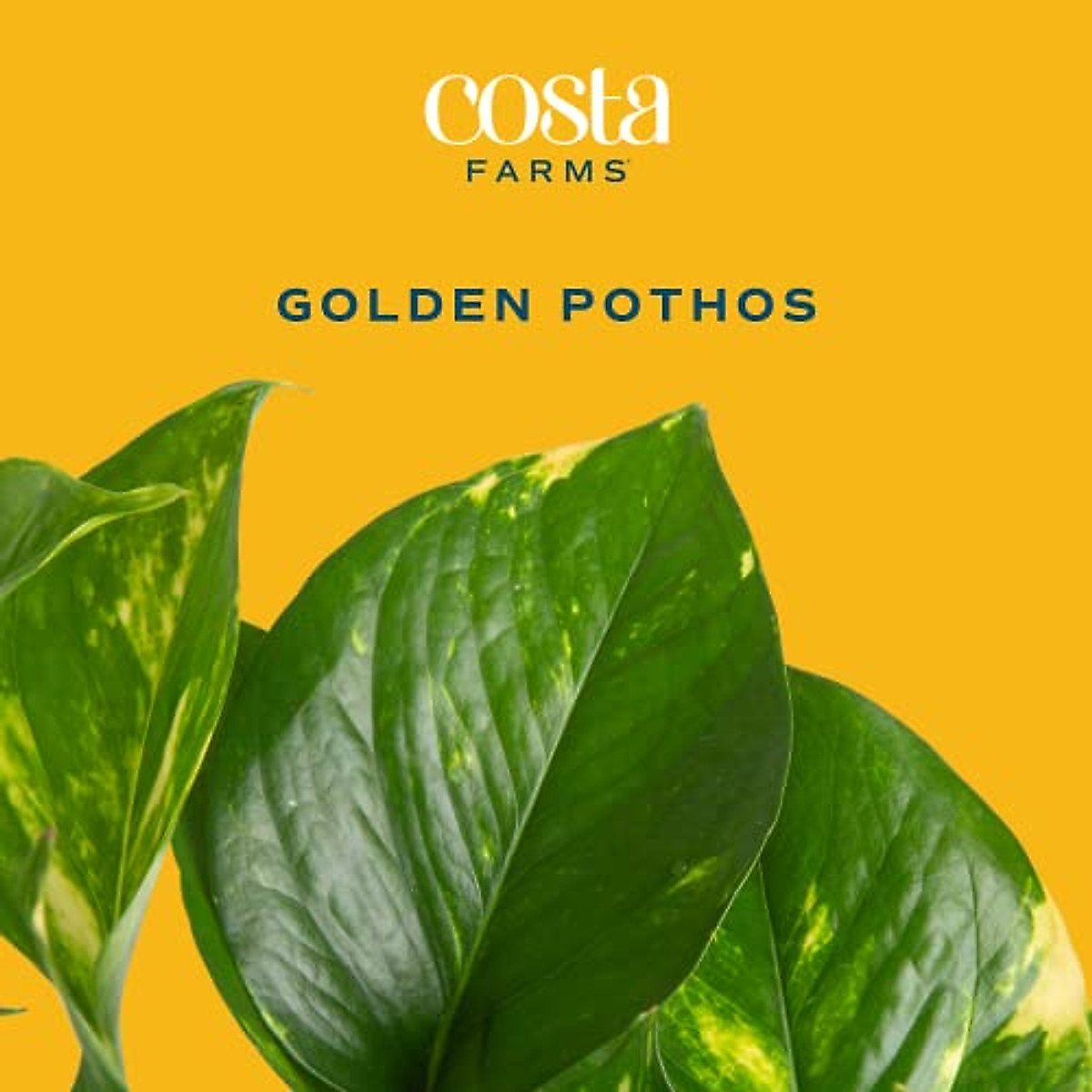 Costa Farms Golden Pothos Live Plant, Easy Care Indoor House Plant in Grower's Pot, Potting Soil, Great for Outdoor Hanging Planter or Basket, Housewarming Gift, Desk Decor, Room Decor, 10-Inches Tall