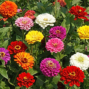 1000+ Crazy Blend Zinnia Seeds for Planting Zinnia Elegans Heirloom Open Pollinated & Untreated Mixed Color Zinnia Flowers