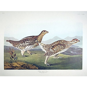 Sharp-tailed Grouse. From"The Birds of America" (Amsterdam Edition)