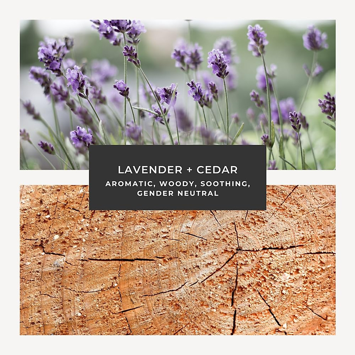 Lavender Cedar Jasmine Perfume Oil for Women | Rollerball (Roll on) Fragrance | Herb and Root 10ml