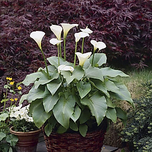 Calla Lily Bulbs - Aethiopica - Bag of 10, Mid Summer/White Flowers