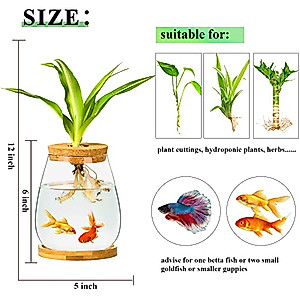Desktop Fish Bowl Clear Glass Small Fish Tank with Wood Lid and Bamboo Stand for Betta Fish Plants Terrarium Home Office Decoration Gifts