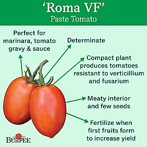Burpee 'Roma VF' Heirloom | Red Paste Tomato | 250 Seeds