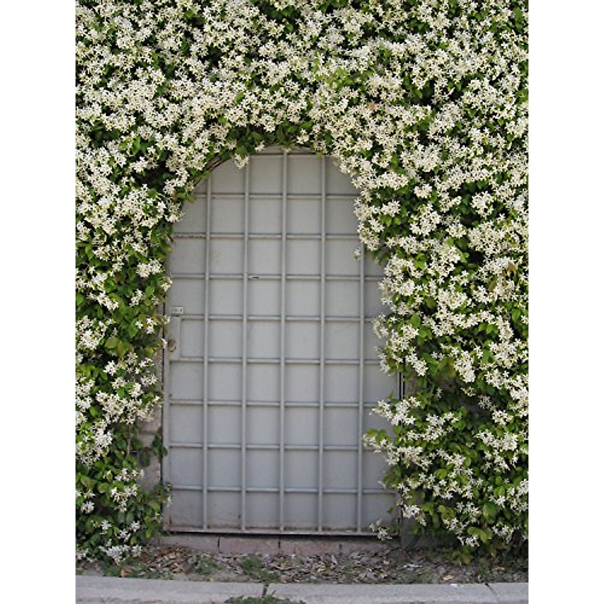 AMPLEX Confederate Jasmine Vine Live Plant, 3 gallon, Creeping Vine