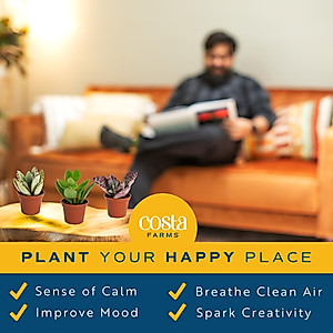 Costa Farms Succulents (25 Pack), Live Mini Succulent Plants, Grower's Choice Live Houseplants, Potted in Nursery Plant Pots, Potting Soil, Gift for Bulk Baby Shower, Bridal Shower, DIY Room Decor