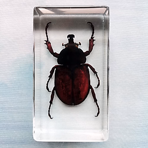 Real Japanese Rhinoceros Beetle Insect Specimens in Resin Paperweight Crafts, Animal Taxidermy Collection for Science Education & Desk Ornament (Japanese Rhinoceros Beetle)