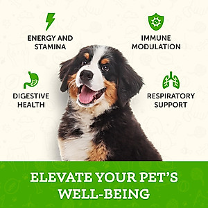 Animal Essentials MUSHROOM DEFENSE Supplement for Dogs & Cats - Critical Immune Defense, Reishi, Maitake, Cordyceps, Mushroom Powder Extract - 2.5 Oz (Pack of 1)