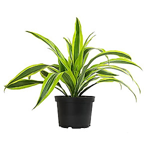 Dragon Tree Easy Plant 6 Inch Plant Pot, Real Plants for Living Room Decor, Office Plant, Low Light House Plants, House Plants Indoors Live Plants Indoor Plants Live Houseplants by Plants for Pets