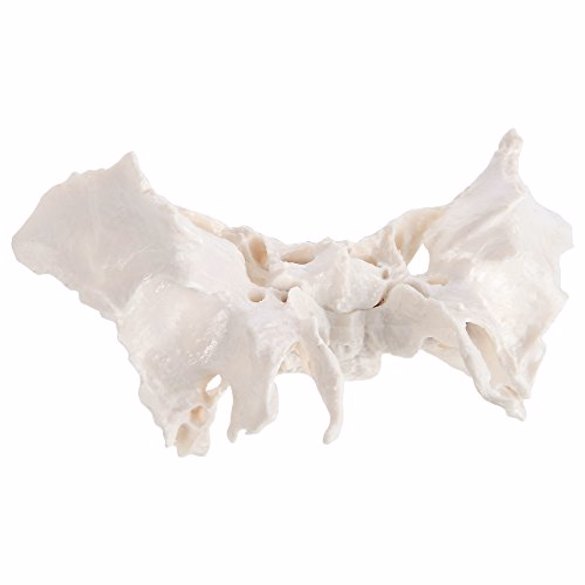 Axis Scientific Human Sphenoid Bone Model | Cast from a Real Human Sphenoid Bone Specimen | Life Size Replica Details All Fissures, Canals, and Processes | Includes Product Manual
