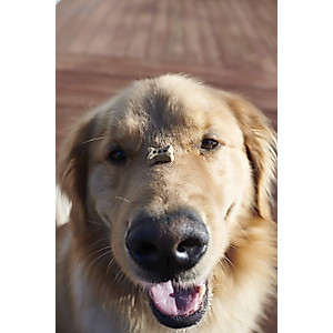 Buck Bone Organics Dog Biscuits, Made with Real Antler and Organics Ingredients (Mini's 16 OZ)