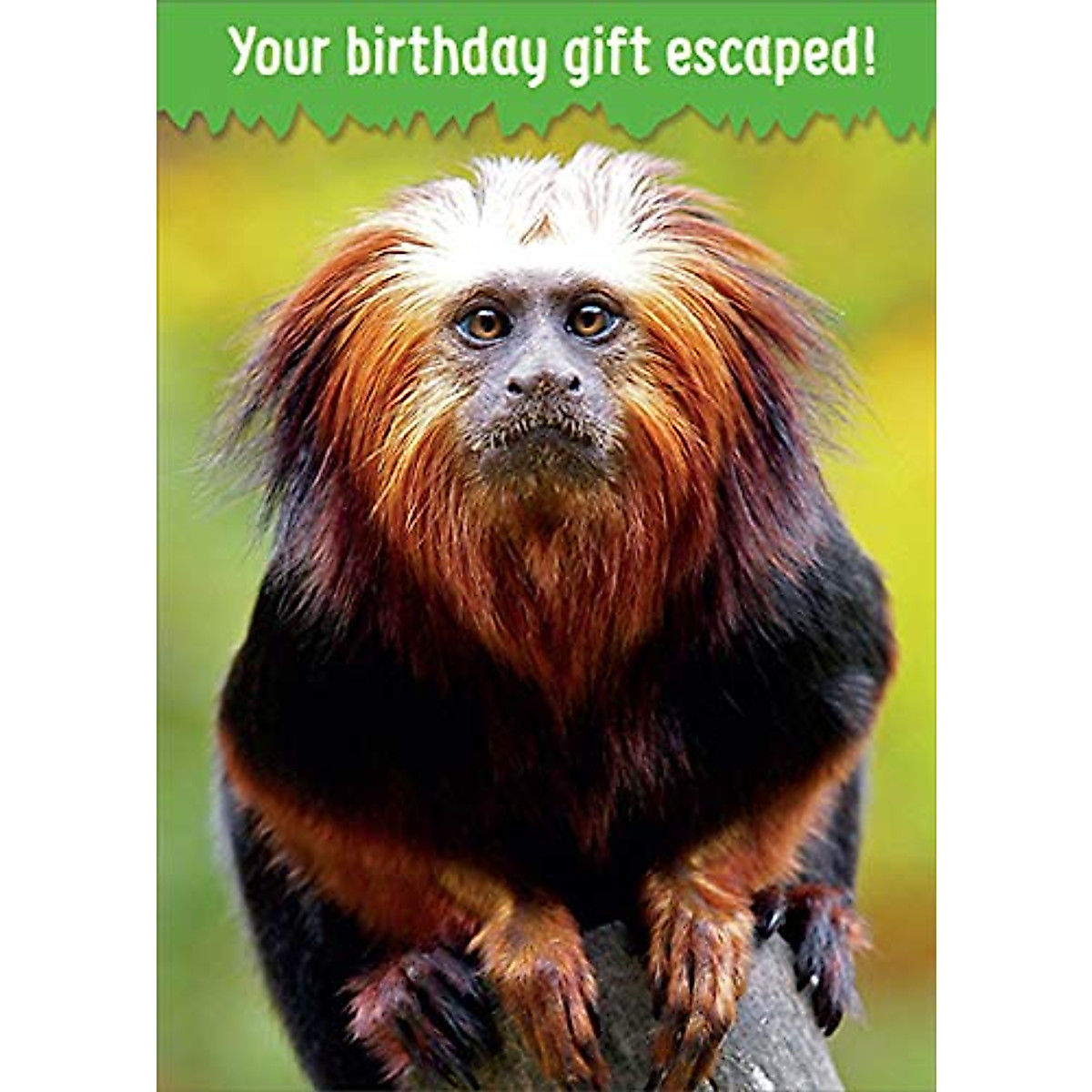 RSVP You're Birthday Gift Escaped Monkey Funny/Humorous Birthday Card,Orange,5" x 7",GC-B3986