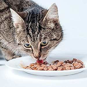 Purina Pro Plan Prime Plus Senior Wet Cat Food Entree 3 Flavor Sampler 6 Can Sampler, (2) Each: Salmon Tuna, Turkey Giblets, Chicken Beef (3 Ounces), Plus Spot Catnip Toy Bundle