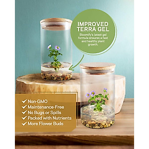 Bloomify Persian Violet (Exacum Affine) - Live Flower Terrarium in Self Sustaining Glass Jar, Maintenance Free and Blooms All-Season, Great Unique Gift and Home Decor, 100% Growth Guarantee