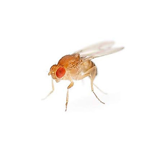 Insectsales.com Hydei Fruit Fly Starter Culture (Flightless - Drosophila Hydei) (A) Culture Only
