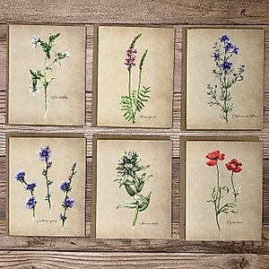 Little Creek Card Company Watercolor Vintage Botanical floral wildflower notecards - 12 gift set heavy stock blank greeting, bulk thank you, birthday card, A2 5.5x4.25inch folded or 5.5x8.5inch flat